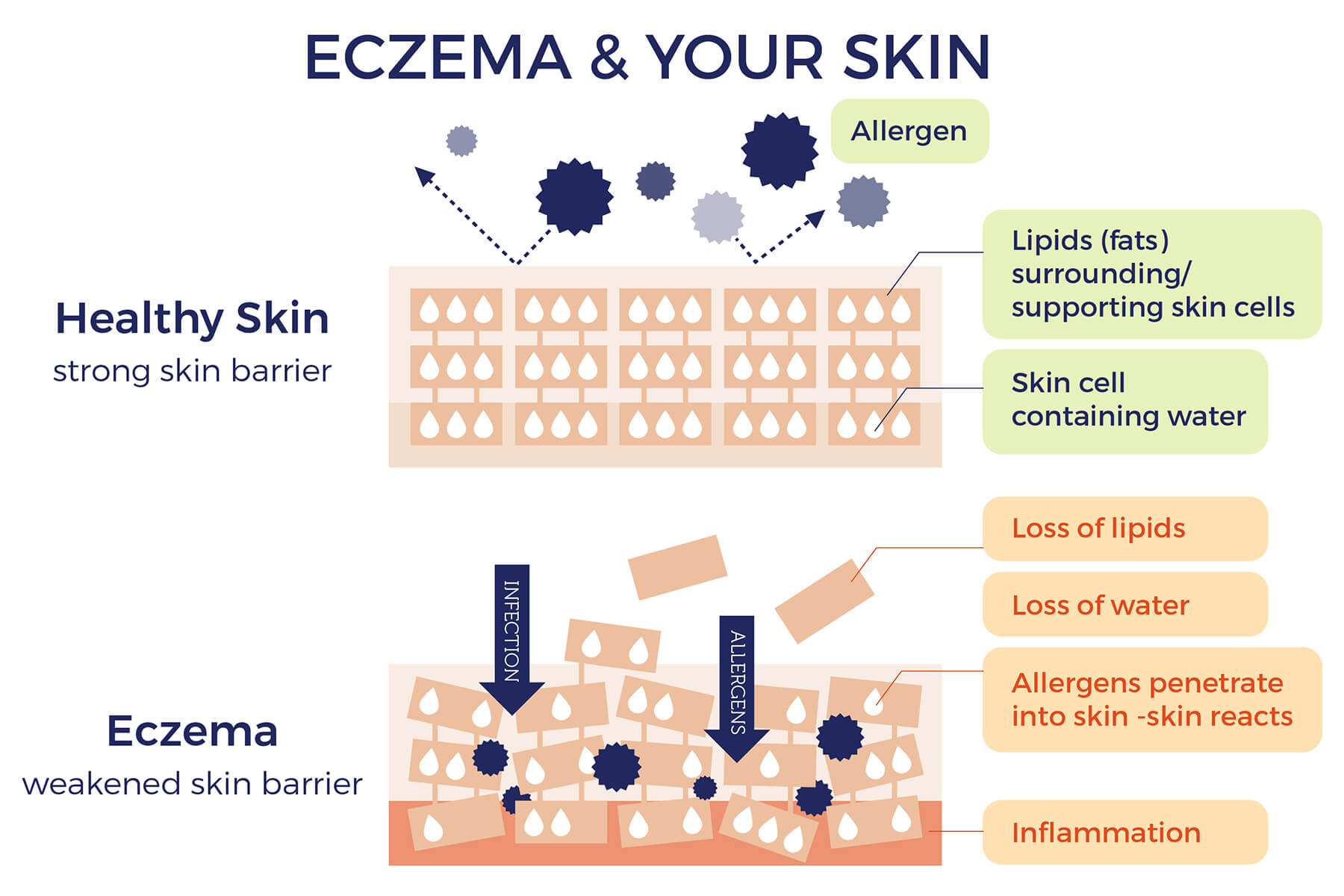 Skin Health DNA Test - DNA Tests Direct